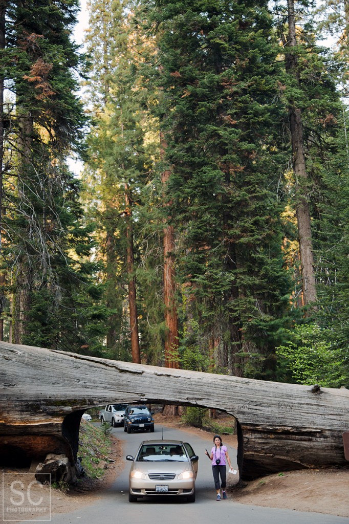 Sequoia, Kings Canyon & Yosemite National Parks – SC Photography